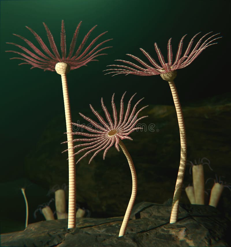 Extinct Silurian Crinoids Illustration Stock Illustration ...