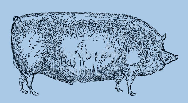 Extinct Suffolk Pig Breed in Side View Isolated on a Light Blue ...