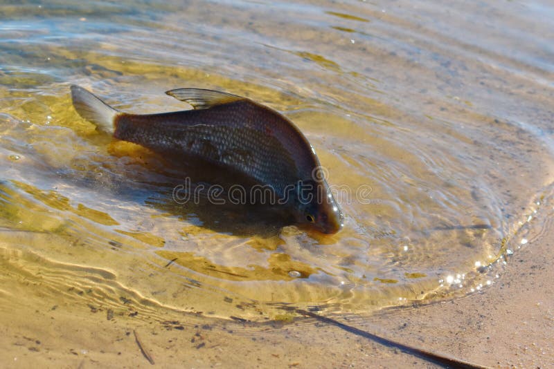 Problem of Environmental Pollution and Ocean Stock Photo - Image of ...