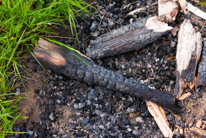 An Extinguished Bonfire in the Forest on a Sunny Day. Stock Photo ...