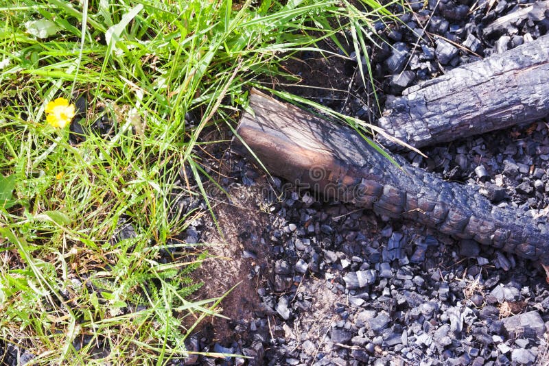 An Extinguished Bonfire in the Forest on a Sunny Day. Stock Image ...