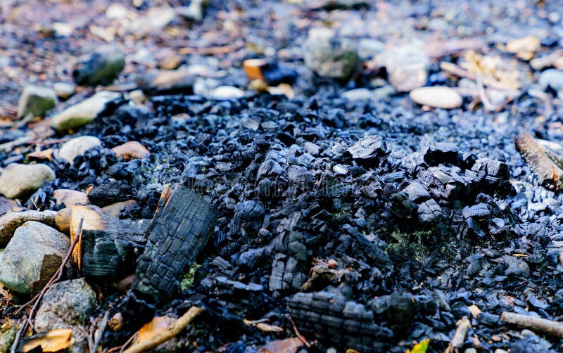 Extinguished Campfire Wood Charcoal Ash Stock Image - Image of coal ...