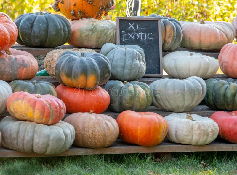 Extra Large Exotic Pumpkins for Sale Stock Image - Image of bumpy ...