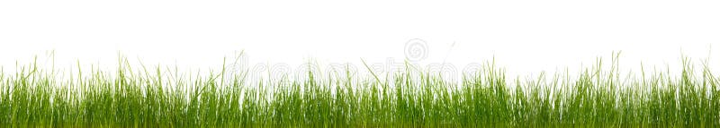Grass Collection, Isolated On White. Vector Stock Vector - Illustration ...