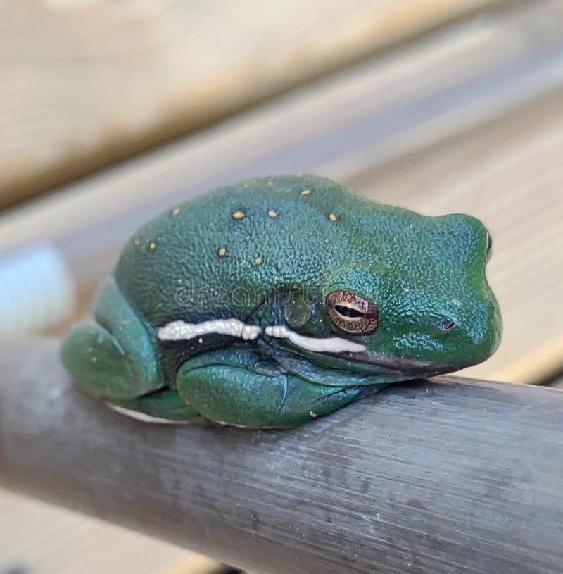 Extra Large Tree Frog stock image. Image of extra, tree - 219148347