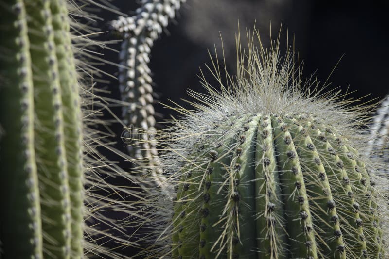 Extra long prickly cacti stock photo. Image of growing - 165807006