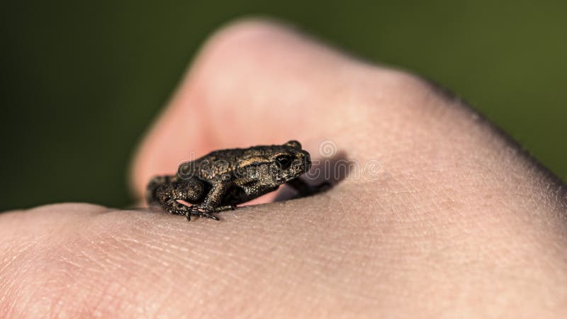 Extra Small Frog Human Hand Stock Photos - Free & Royalty-Free Stock ...