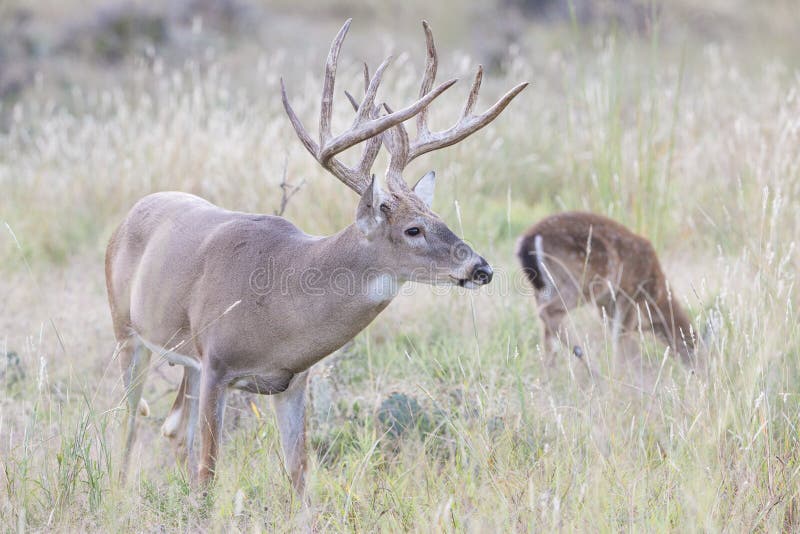 Extra Tall Tined Antlers on Whitetail Buck Stock Image - Image of ...