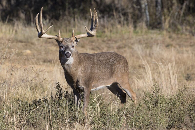 Extra Wide and Heavy Rack Whitetail Buck Stock Photo - Image of buck ...