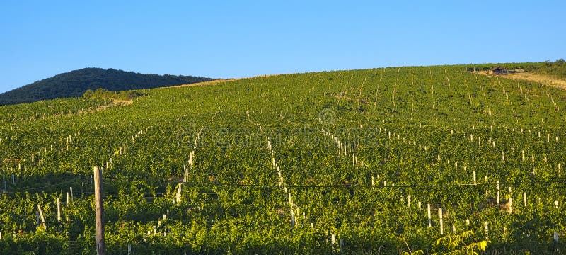 Extra Wide Panoramic Shot of a Summer Vineyard Shot at Sunset Stock ...