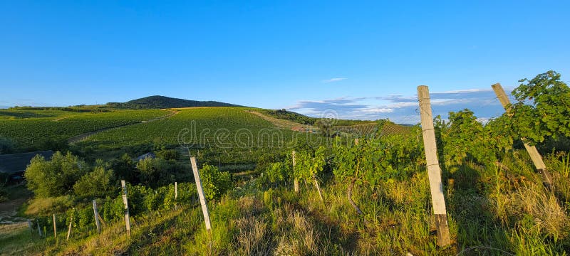 Extra Wide Panoramic Shot of a Summer Vineyard Shot at Sunset Stock ...
