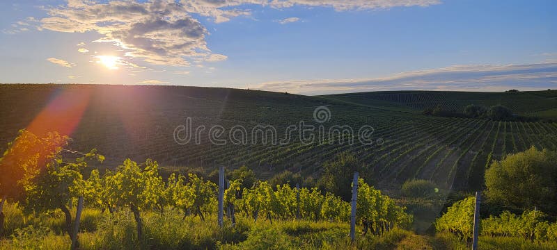 Extra Wide Panoramic Shot of a Summer Vineyard Shot at Sunset Stock ...