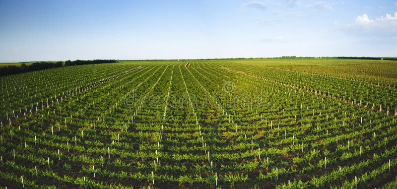 Extra Wide Panoramic Shot of a Summer Vineyard Stock Photo - Image of ...