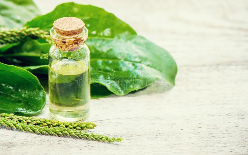 Extract of Plantain in a Small Jar. Selective Focus Stock Image - Image ...
