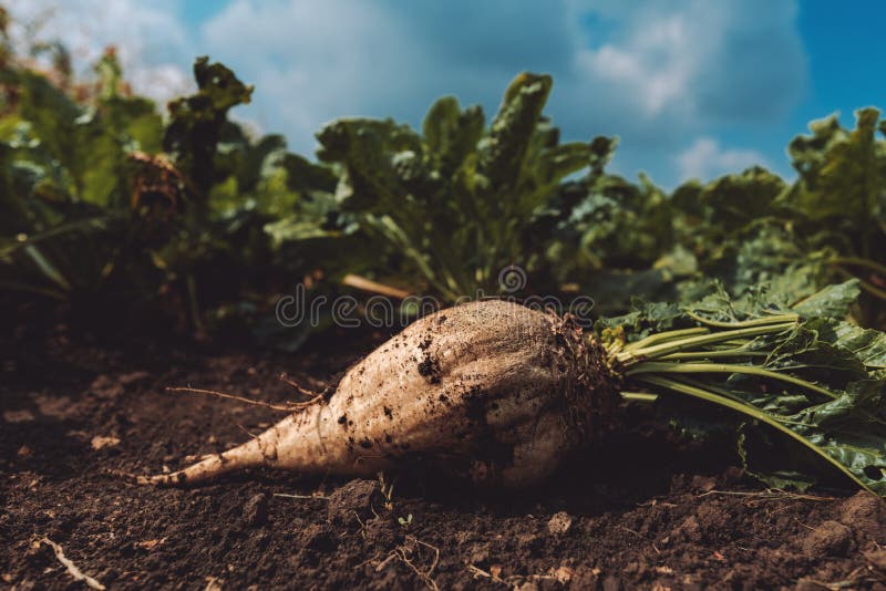 Extracted Sugar Beet Root Crop Stock Photo - Image of growth, outdoor ...