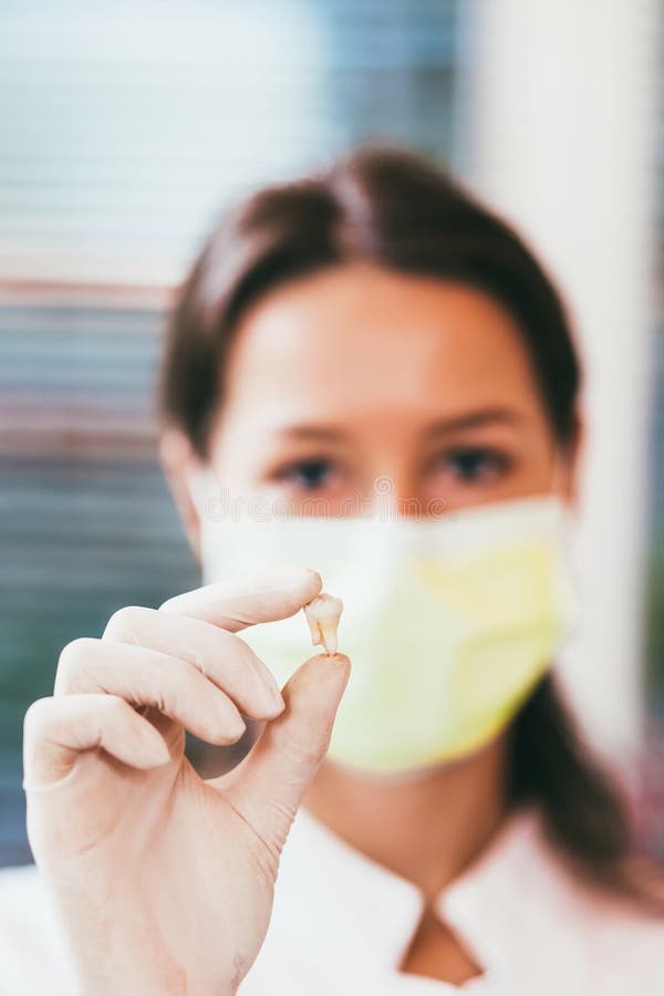 Extracted tooth stock image. Image of female, medical - 62349183