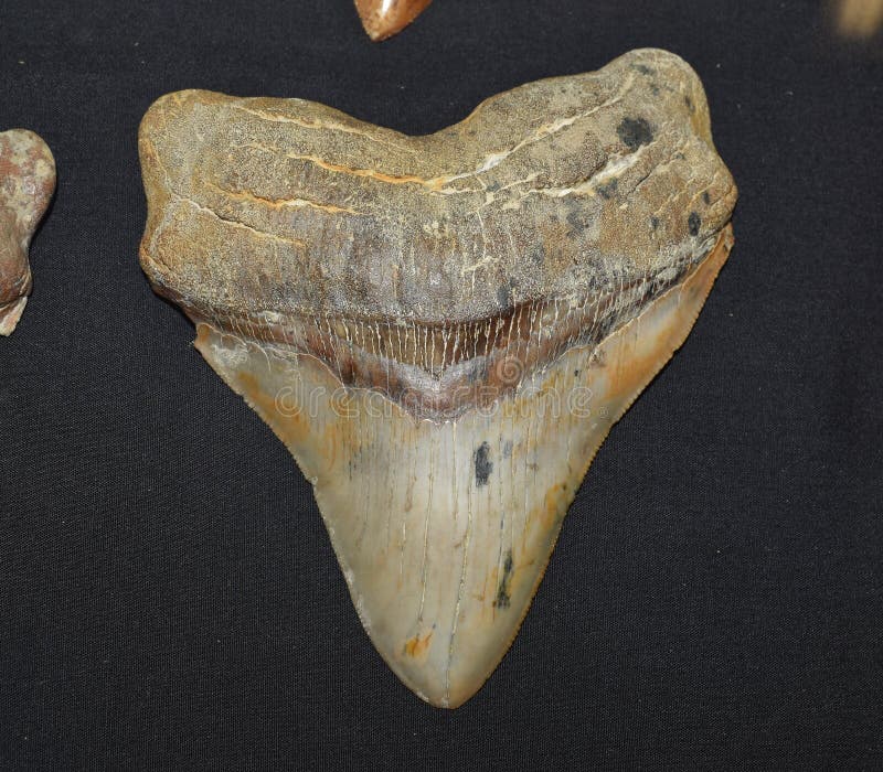 The Tooth of a Great White Shark Stock Photo - Image of giant, jaws ...