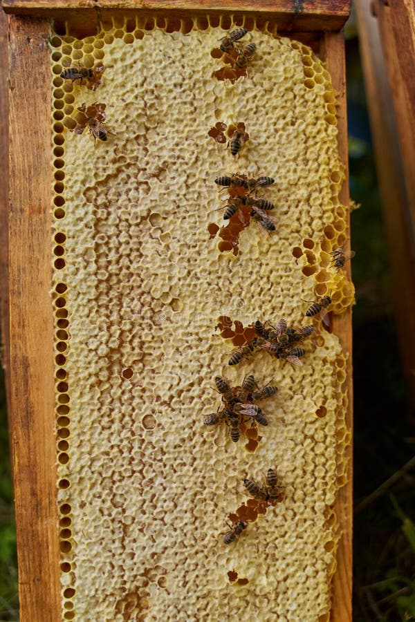 Extracting Combs with Honey from Bee Hive Stock Photo - Image of ...