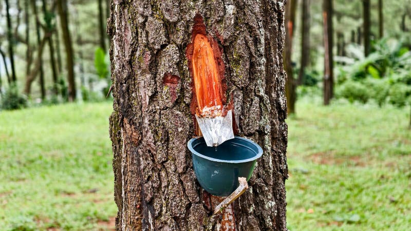 Pine Tree Resin Extraction stock image. Image of container - 391131883