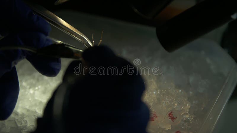 Extracting Study Samples from a Spider, Lab Scene Stock Footage - Video ...