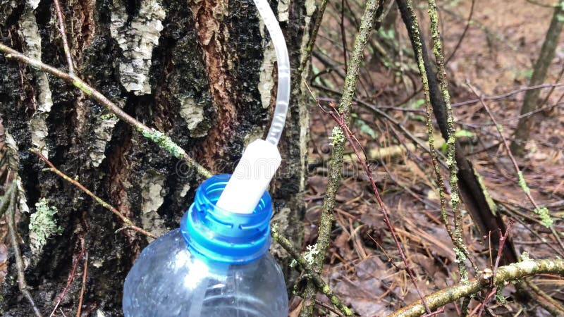 Extraction of Birch Sap Using an Industrial Method Stock Footage ...