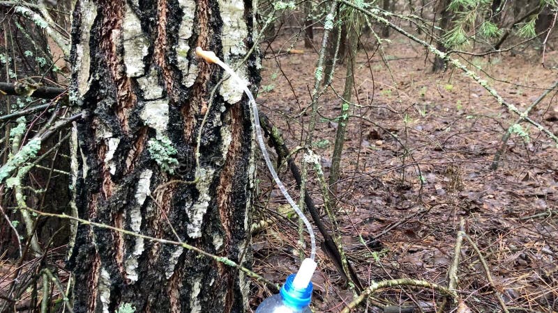 Extraction of Birch Sap Using an Industrial Method Stock Footage ...