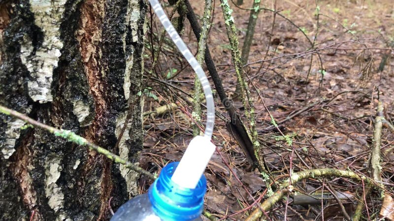 Extraction of Birch Sap Using an Industrial Method Stock Video - Video ...