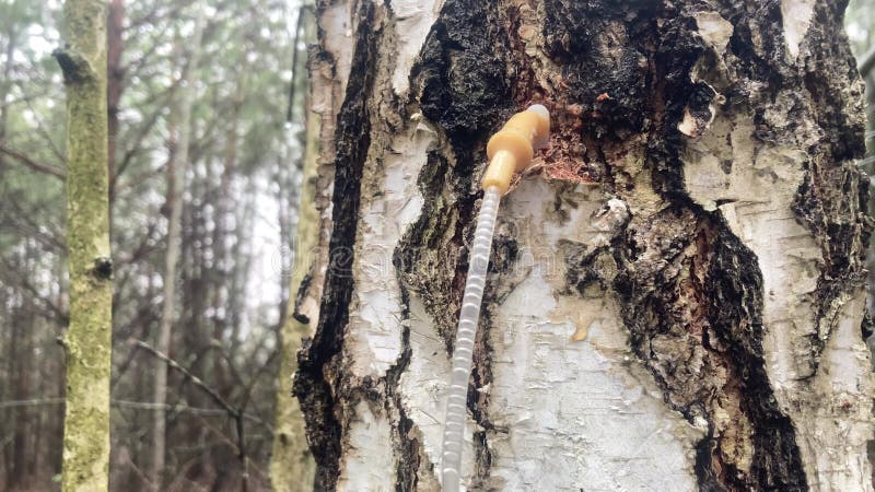 Extraction of Birch Sap Using an Industrial Method Stock Footage ...