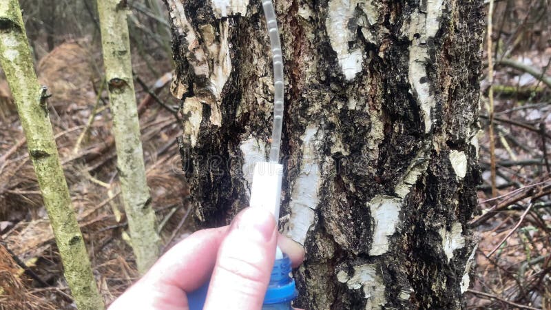 Extraction of Birch Sap Using an Industrial Method Stock Video - Video ...
