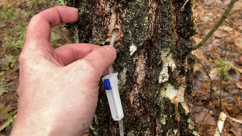 Extraction of Birch Sap Using an Industrial Method Stock Video - Video ...