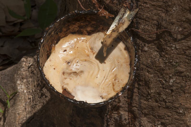 Rubber Tree Natural Latex Extraction Stock Photo - Image of elastic ...