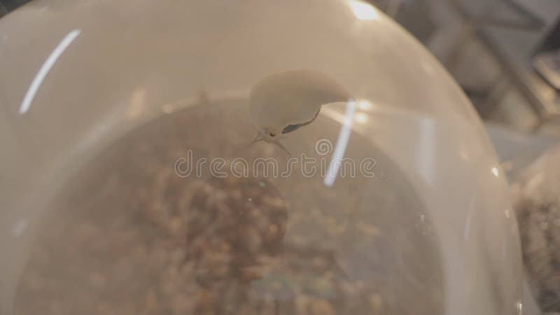 The Modern Method of Snail Extraction of Mucin. Snails in Cosmetology ...