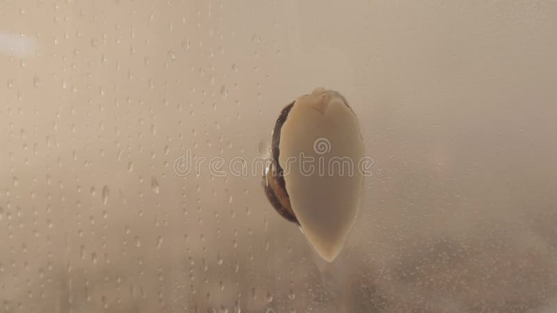 The Modern Method of Snail Extraction of Mucin. Snails in Cosmetology ...