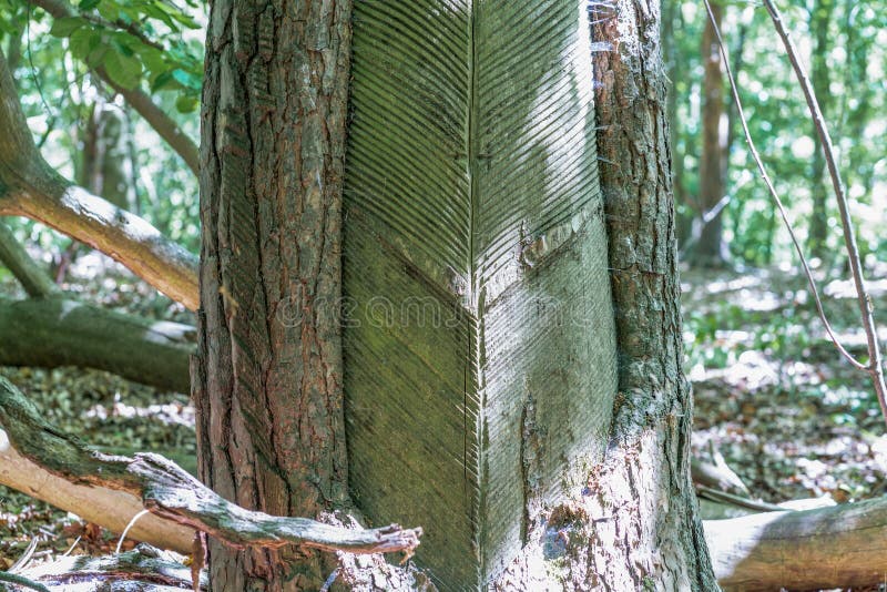 Extraction of Pine Resin: Partially Decorticated Pine Tree Trunk Stock ...