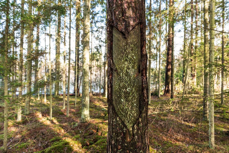 Extraction of Pine Resin. Pine Tree Trunks Many Years after Harvesting ...