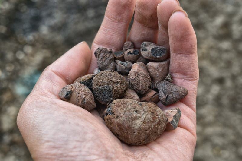 233 Expanded Clay Hand Stock Photos - Free & Royalty-Free Stock Photos ...