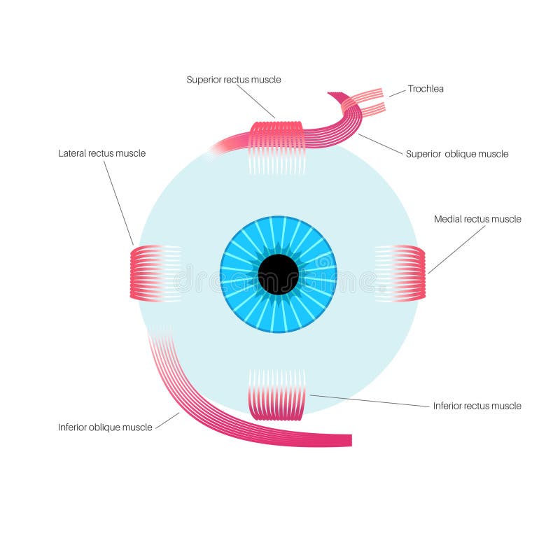 Extraocular Muscles Anatomy Stock Vector - Illustration of ocular ...