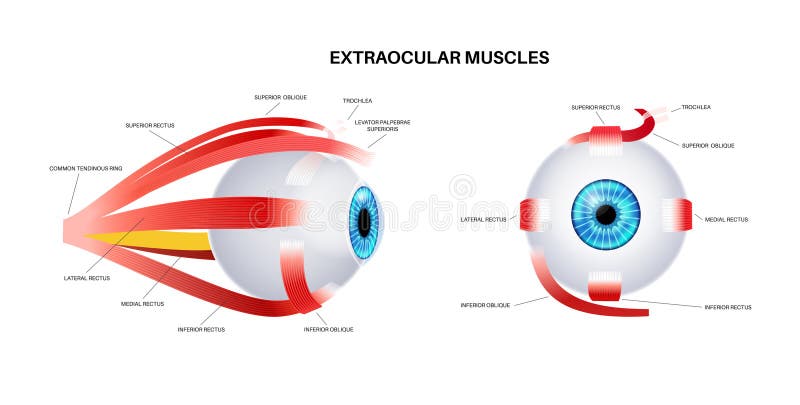 Extraocular Muscles Anatomy Stock Vector - Illustration of diagram ...