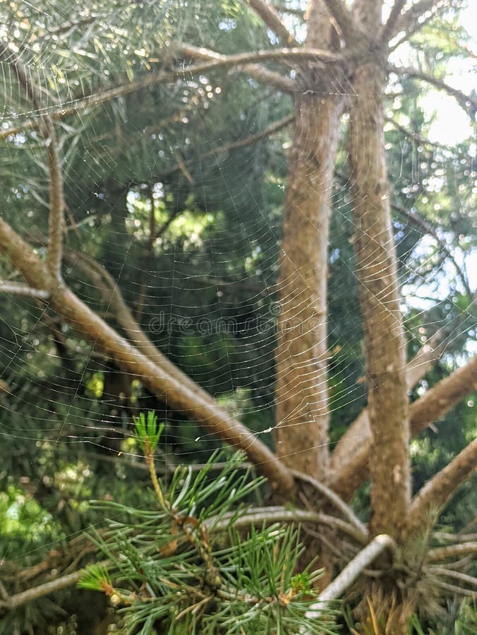 Extraordinarily Beautiful Spider Webs in Combination with Trees Stock ...