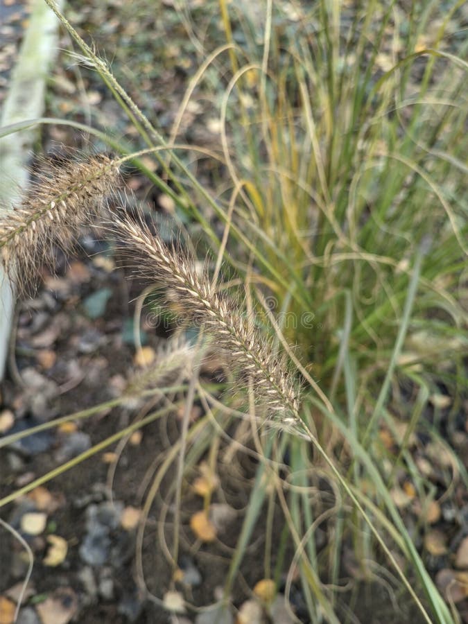 An Extraordinary Beautiful View with a Combination of Green Stock Photo ...