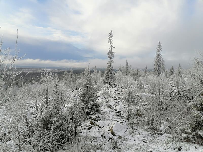 The Extraordinary Beauty of Nature Stock Photo - Image of spruce ...
