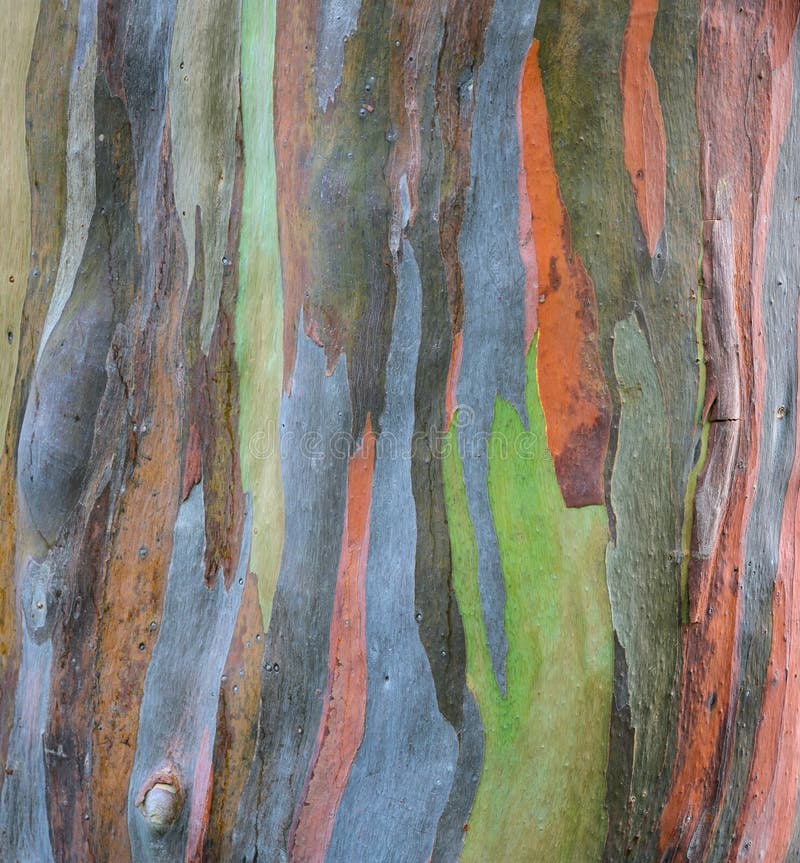 Extraordinary Colored Bark Texture Stock Photo - Image of bark, tree ...