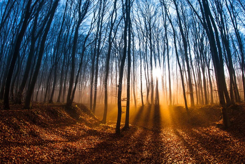 Extraordinary forest stock image. Image of morning, forest - 46345735