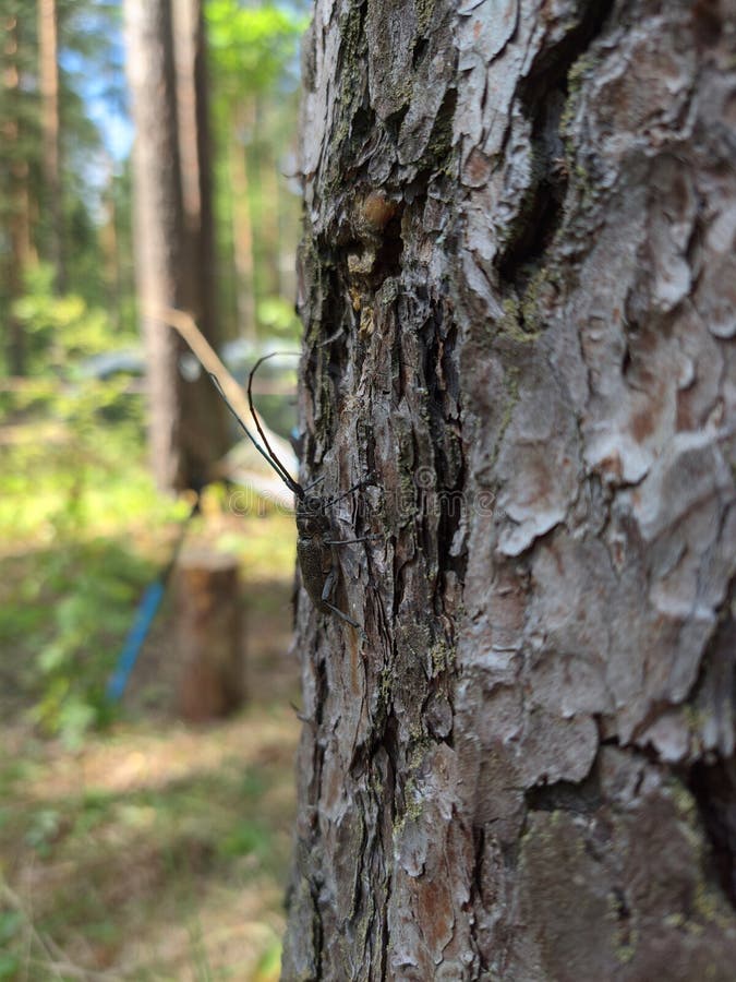 Extraordinary Insect Attacks Against Trees Stock Image - Image of plant ...