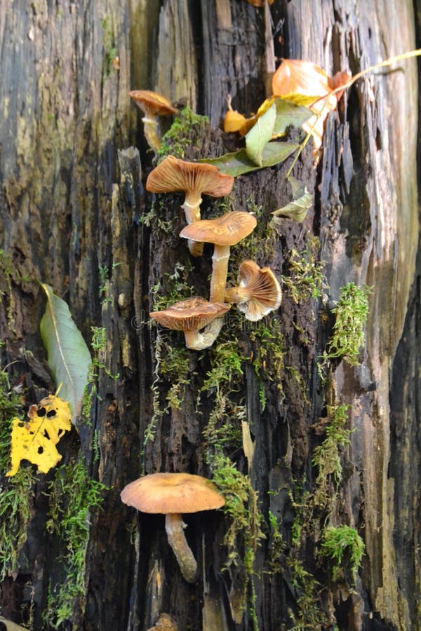 An Extraordinary Species of Mushroom that Grows on the Tree Stock Image ...