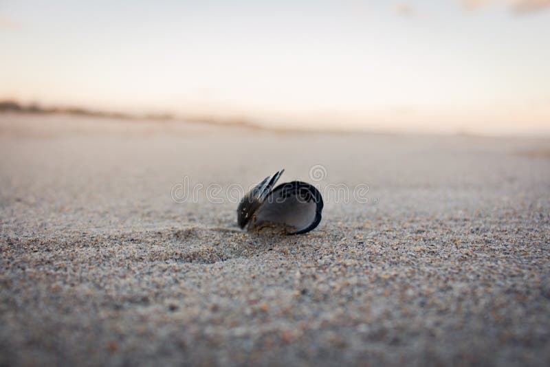 Extraordinary Tiny Seashell Stock Image - Image of grit, france: 107535041