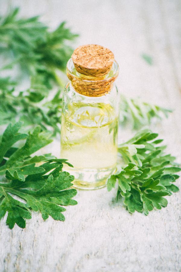 Extrato Do Absinto Plantas Medicinais Foto de Stock - Imagem de plantas ...