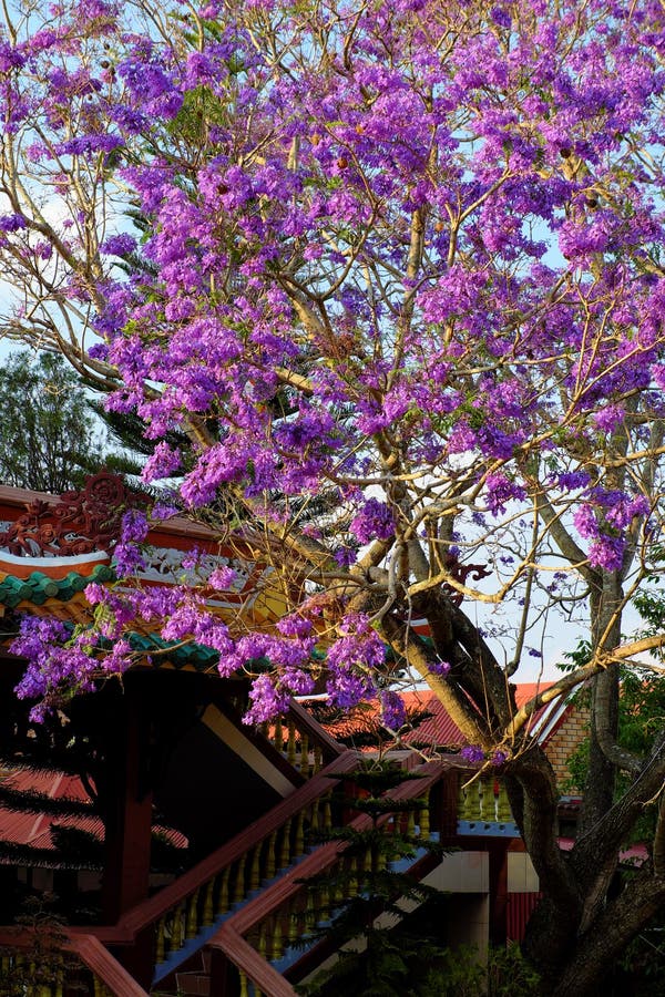 Violette Blume Des Eindruckes Auf Extravagantem Baum Stockfoto - Bild ...