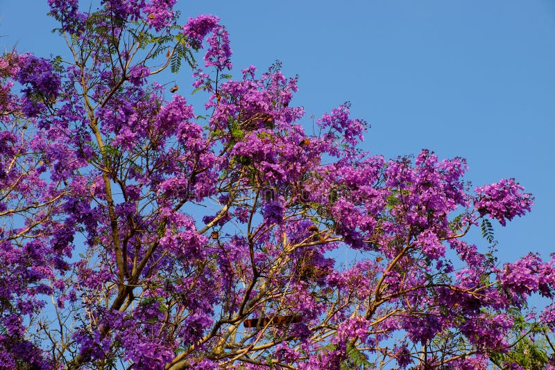 Violette Blume Des Eindruckes Auf Extravagantem Baum Stockbild - Bild ...