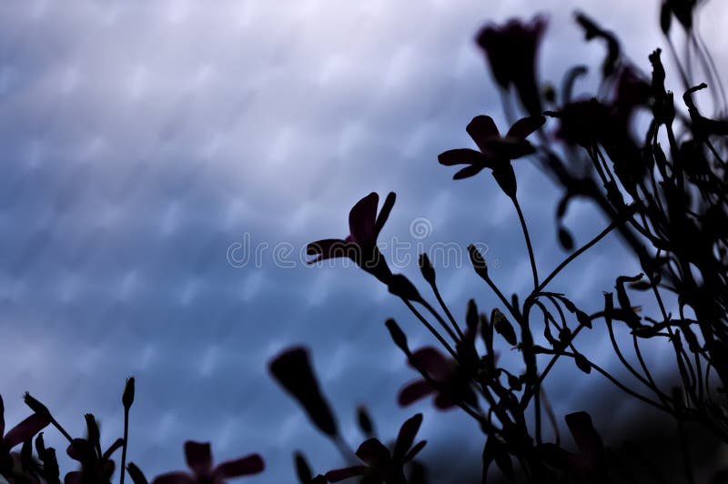 Extreme Backlight of Some Small Flowers on a Blue Blurred Pattern Stock ...